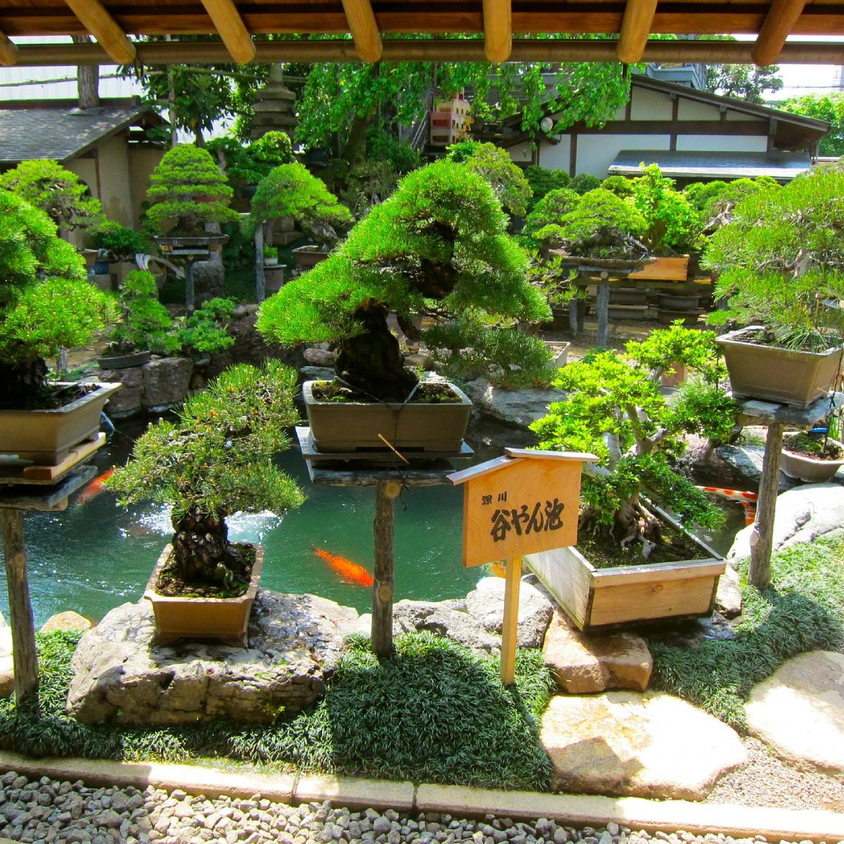 Bonsai Display And Presentation Techniques for Rooftop Gardens ...