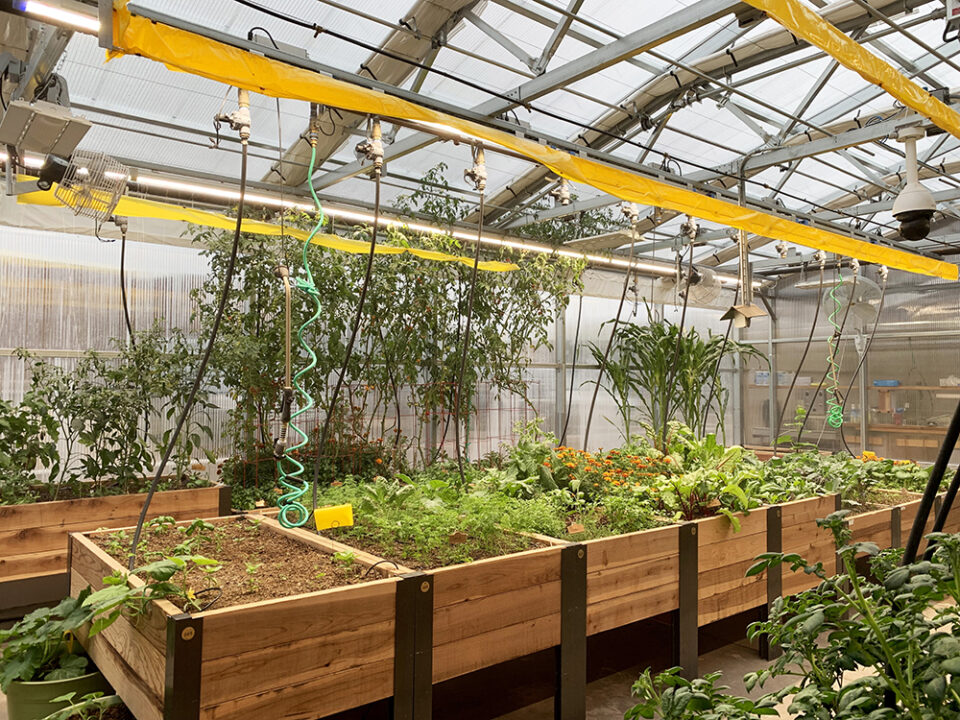 Cultivating Exotic Crops in Rooftop Greenhouses: Discover Unique Plant ...